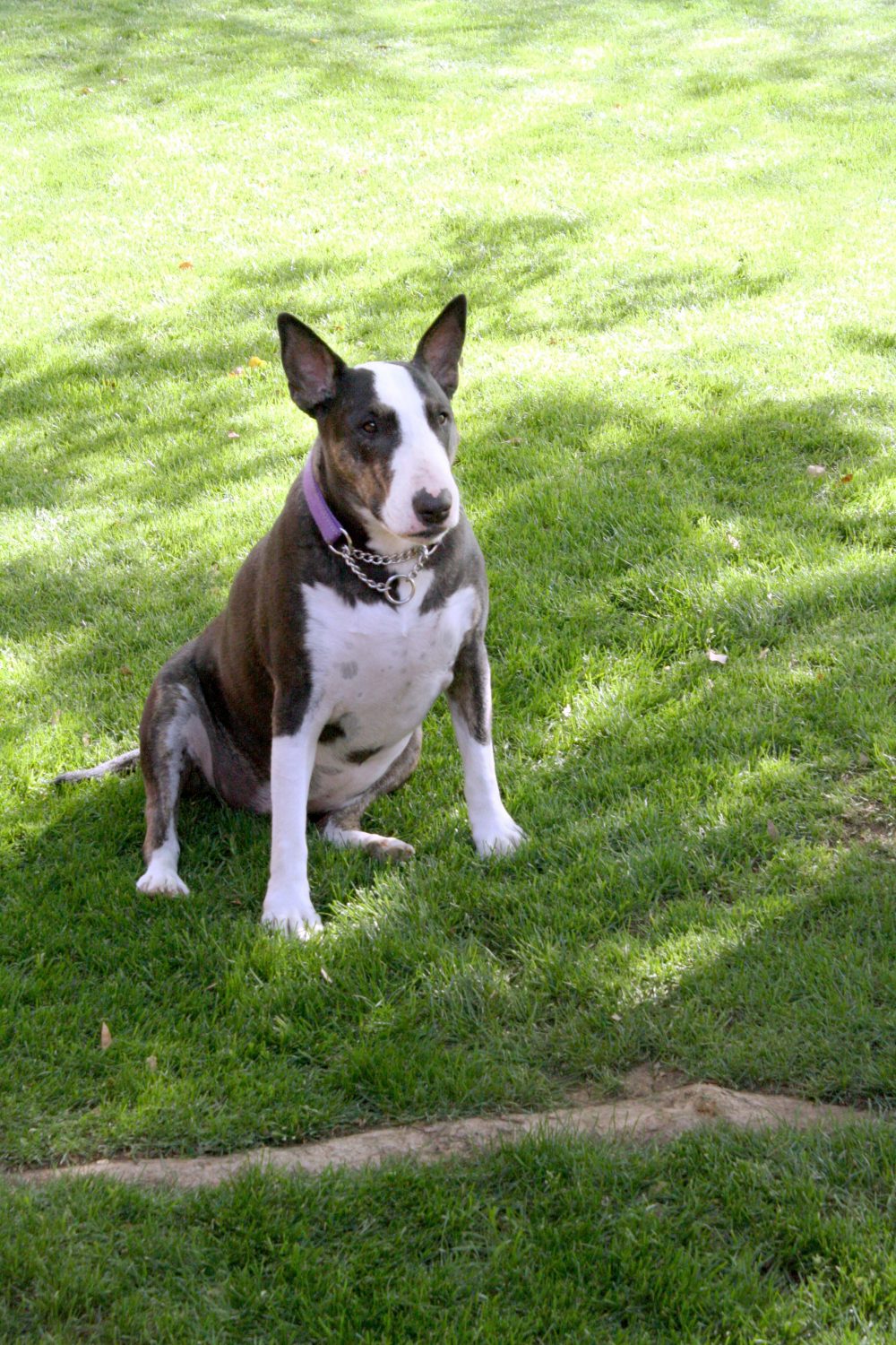 10 Tips for Proper Dog Care - Happy Dog Inn