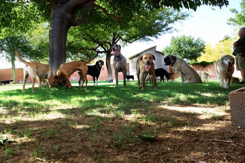 5-things-to-pack-for-your-dog-when-boarding-happy-dog-inn
